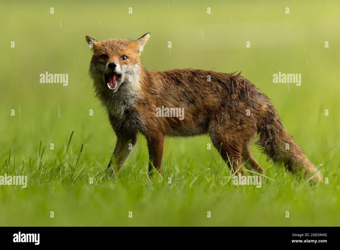Red fox in Surrey SURREY COMICAL images of a brazen red fox blowing a ...