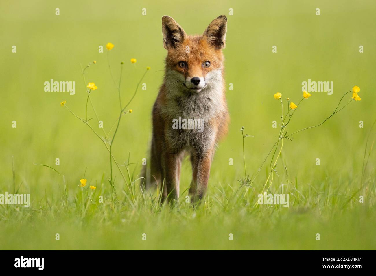 Flower power fox SURREY COMICAL images of a brazen red fox blowing a ...