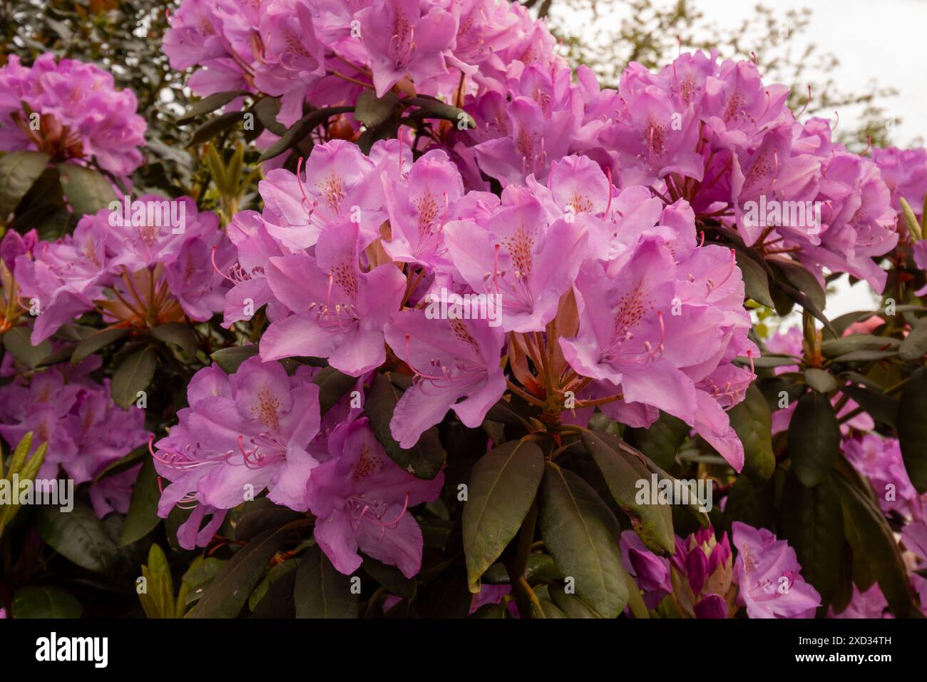 Bright and beautiful amaranth magenta rhododendron flowers blooms in ...