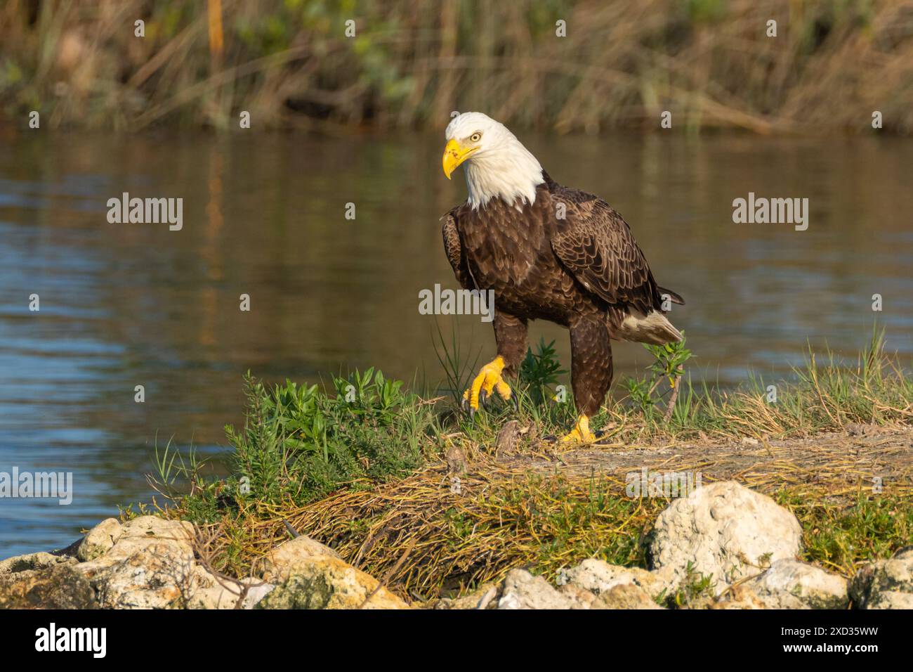 American Bald Eagle perched and walking on a rocky outcrop in Florida's ...