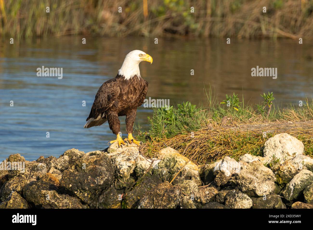 American Bald Eagle perched and walking on a rocky outcrop in Florida's ...
