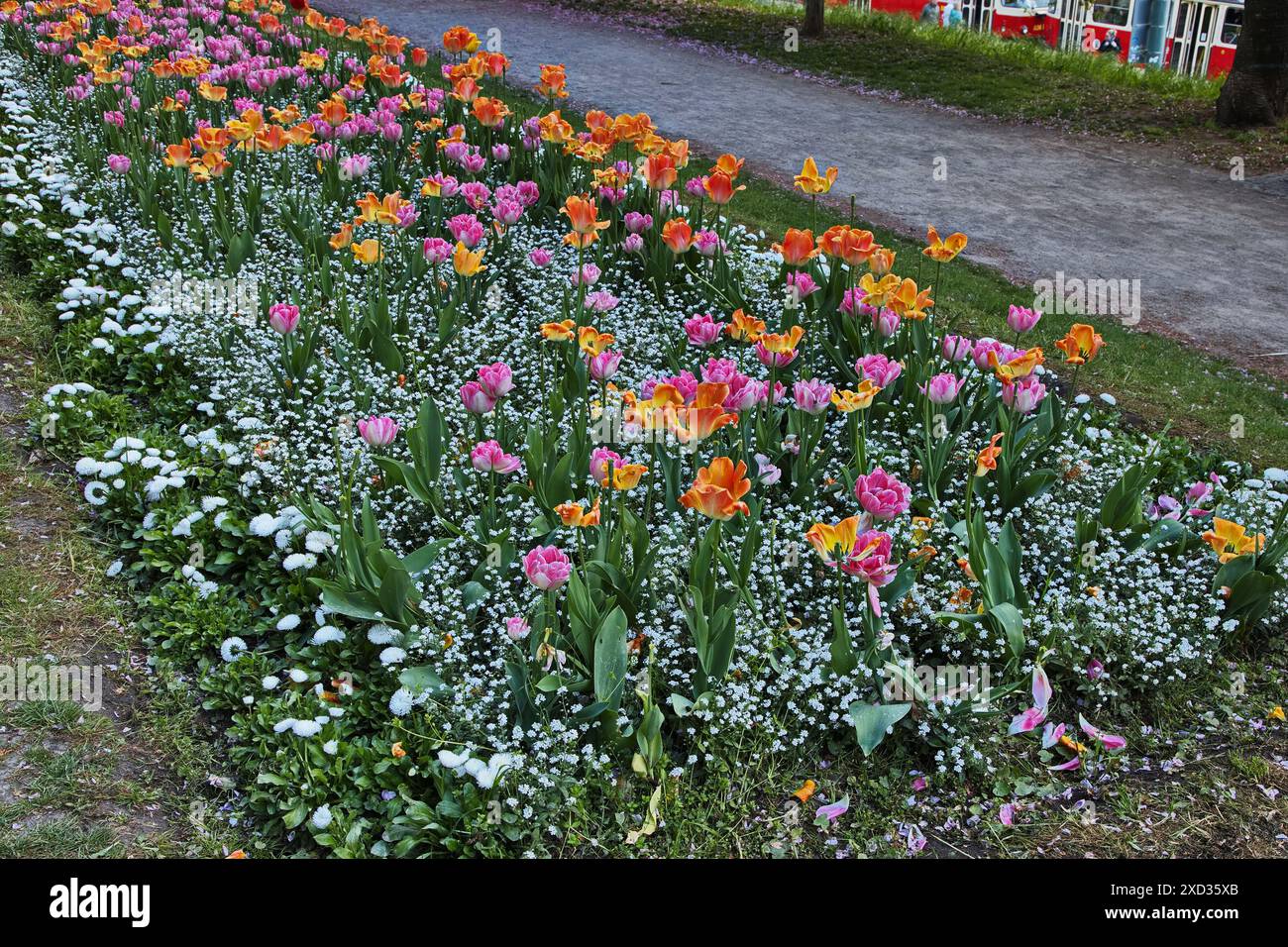 Prague tulip hi-res stock photography and images - Alamy