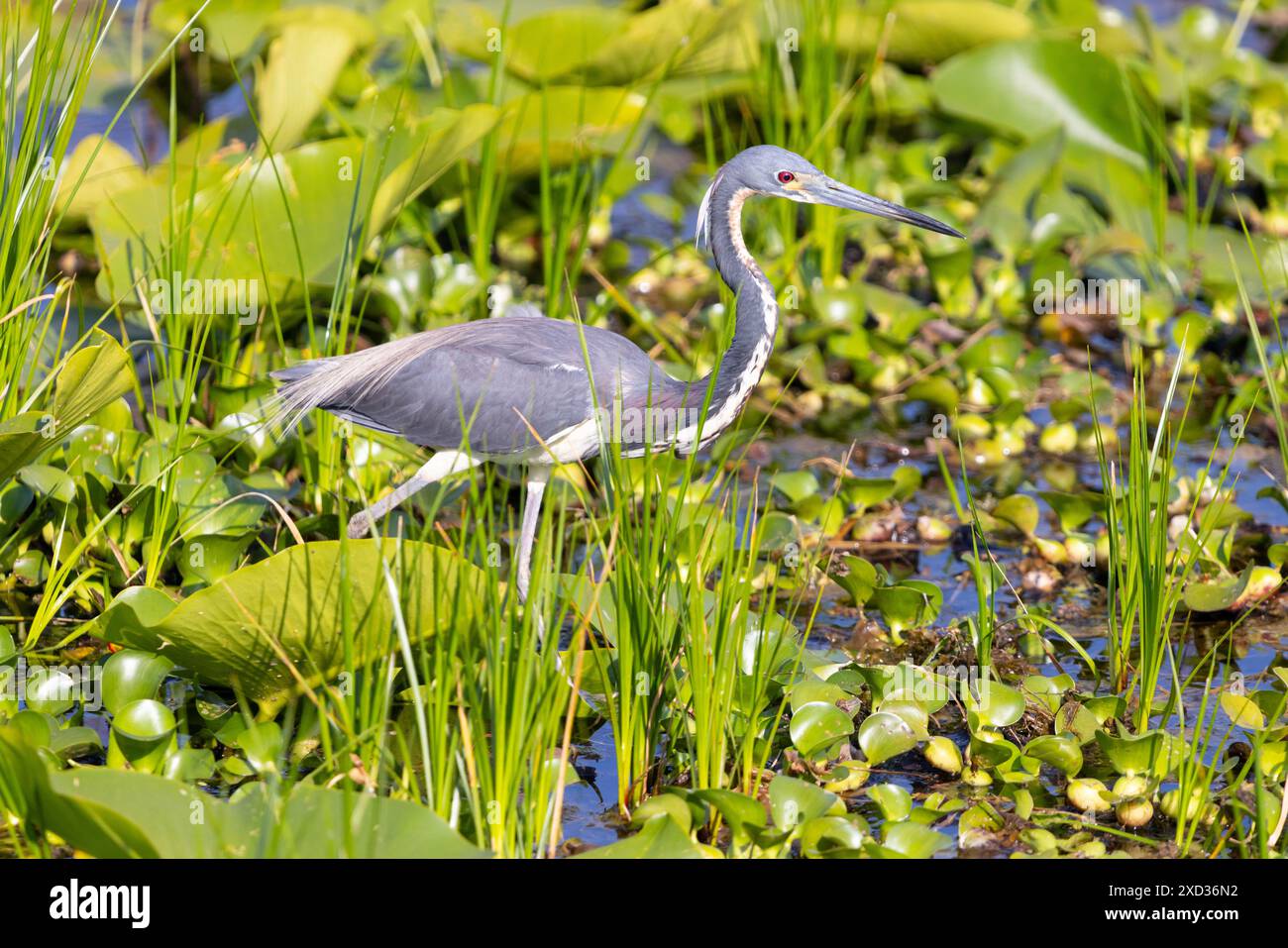 Great egret stalks through pond hi-res stock photography and images - Alamy