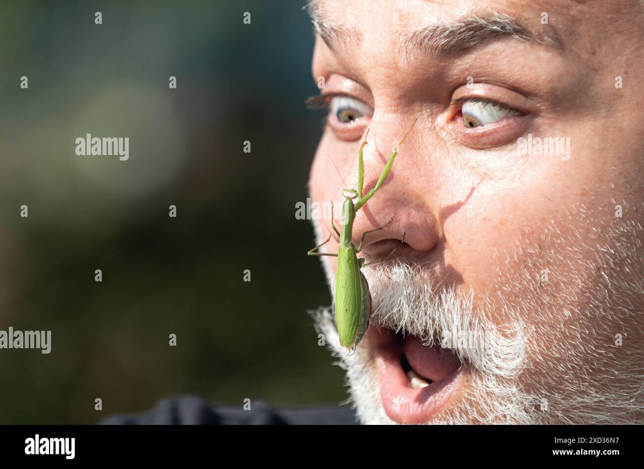 Mantis on face. Comic and humor sense. Surprised old men with beard and ...