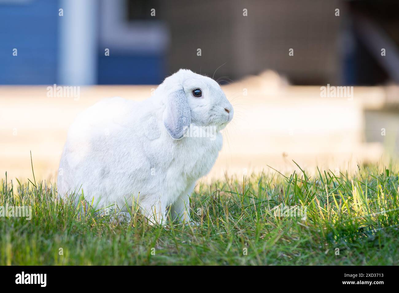Adult frosty lop rabbit with brown eyes and white coat. Frosty lop ...