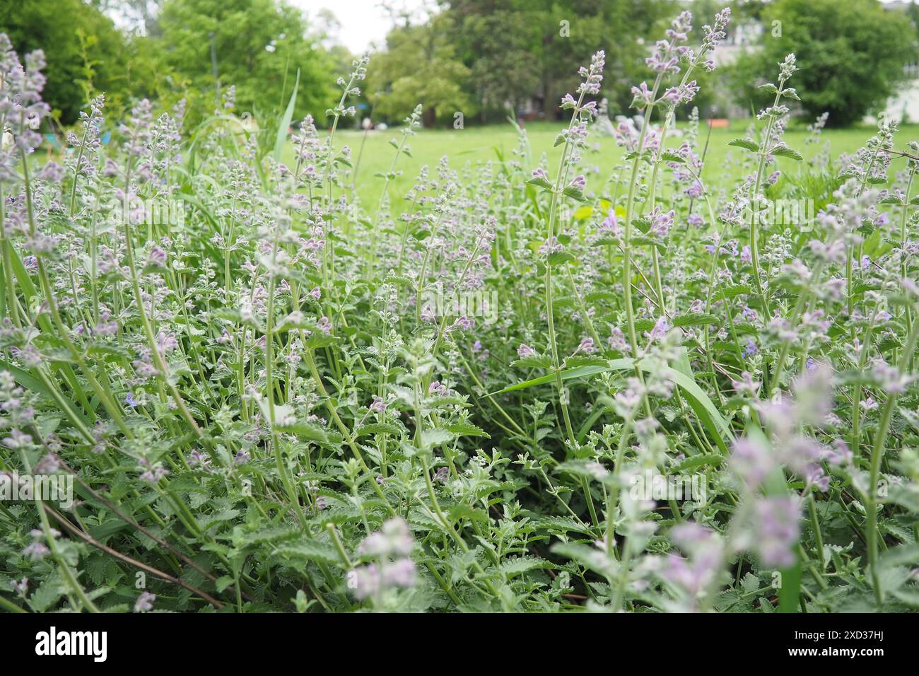 Nepeta faassenii, flowering plant catmint and Faassen's catnip. Parent ...