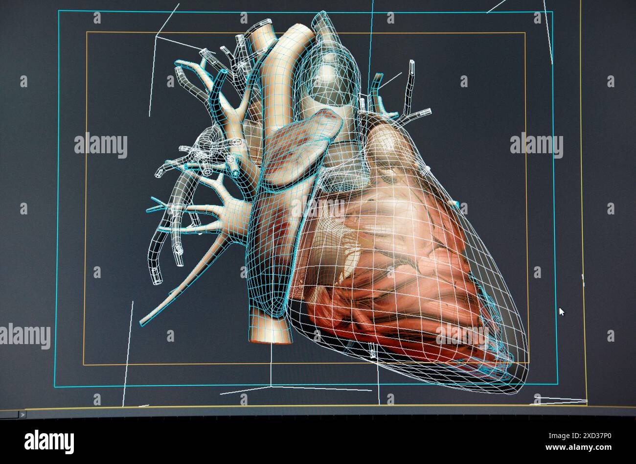 Simulation of organ structure/function, heart image, Health and ...