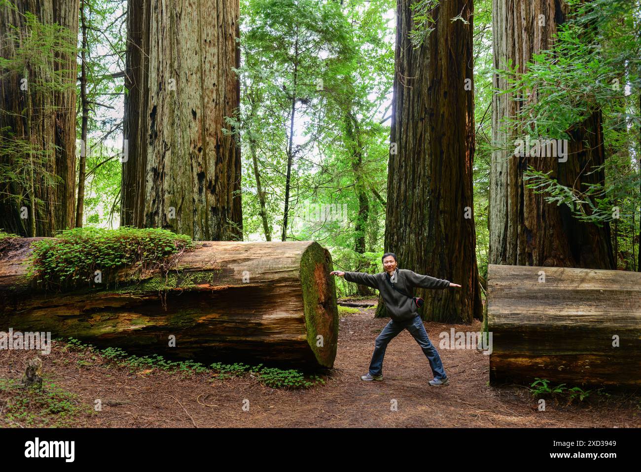 Tourist posing for fun photos at Redwood National and State Parks ...