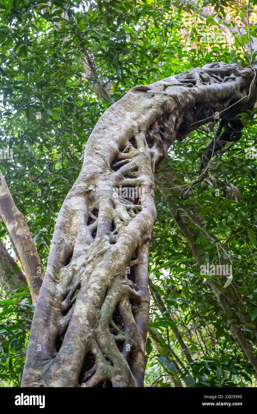 Strangler Fig Rainforest Strangler Fig Stock Image F031/6374