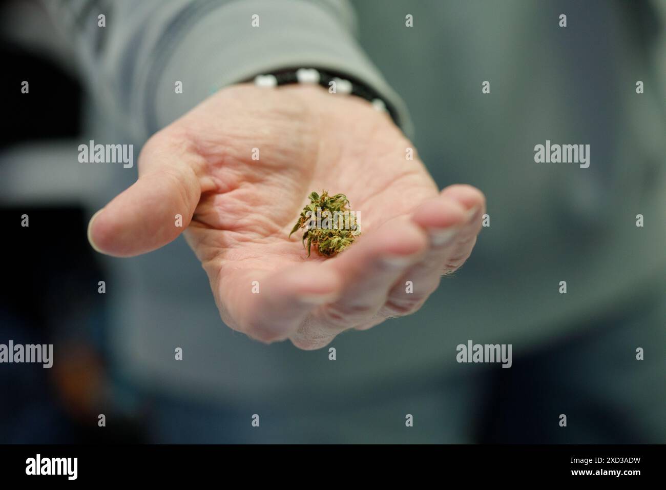 Holding cannabis hi-res stock photography and images - Alamy