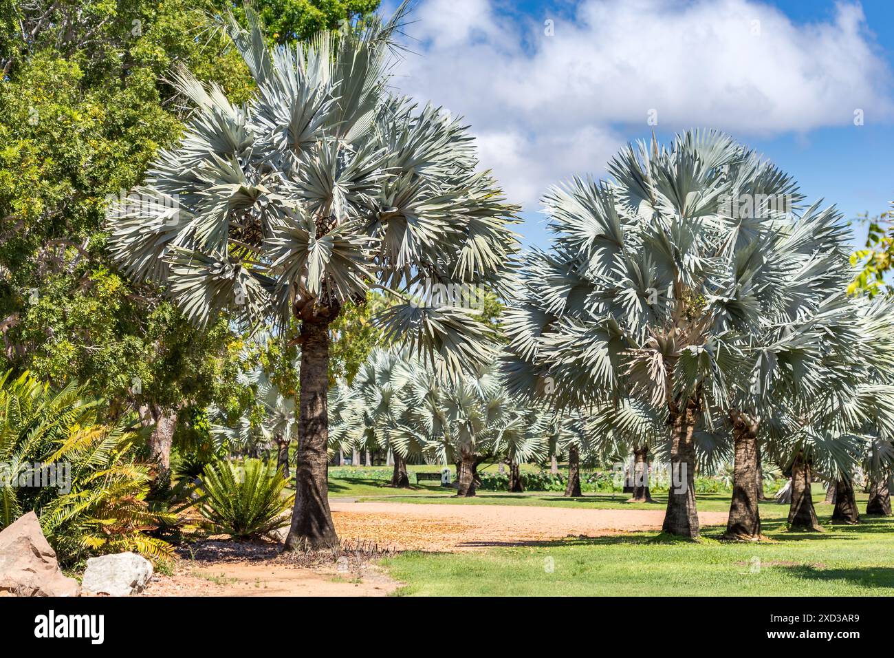 Bismark Palms in Botanical Garden in front of Blue Sky, Australia Stock ...