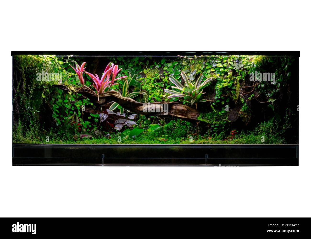 Bioactive terrarium hi-res stock photography and images - Alamy