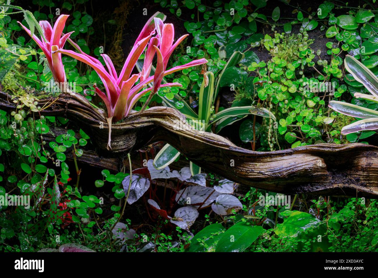 Bromeliad ecosystem hi-res stock photography and images - Alamy