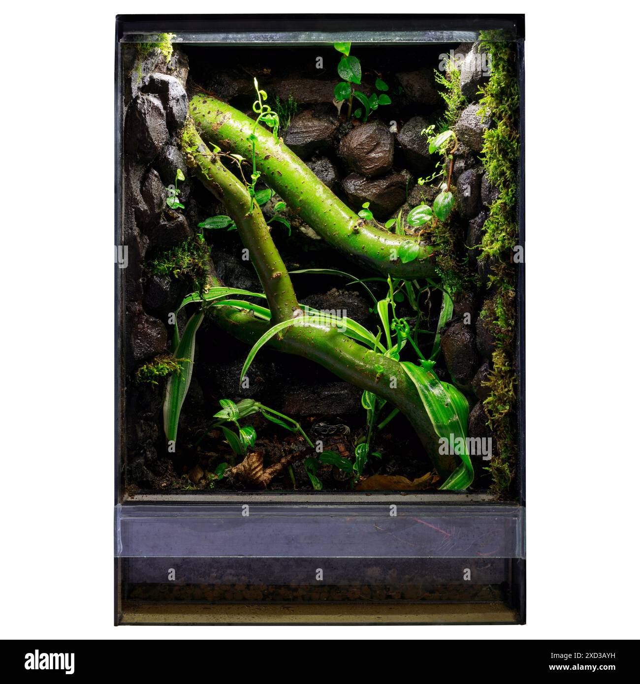 Foliage inspired Cut Out Stock Images & Pictures - Alamy