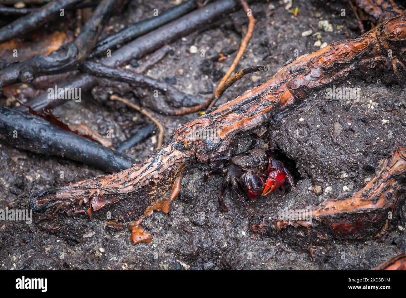 Mud crab mangrove crab hi-res stock photography and images - Alamy