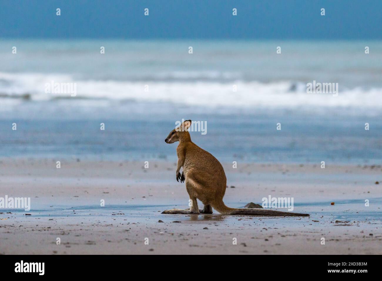 Side View of Kangaroo on the Beach at Cape Hillsborough, Queensland ...