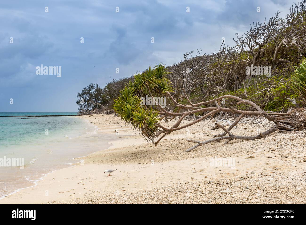 Beach of Lady Musgrave Island with Turquoise Ocean, Great Barrier Reef ...