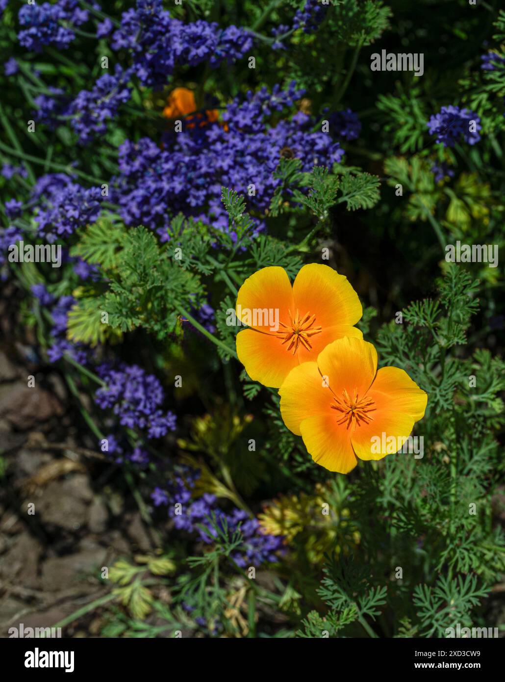 Lavender and poppies hi-res stock photography and images - Alamy