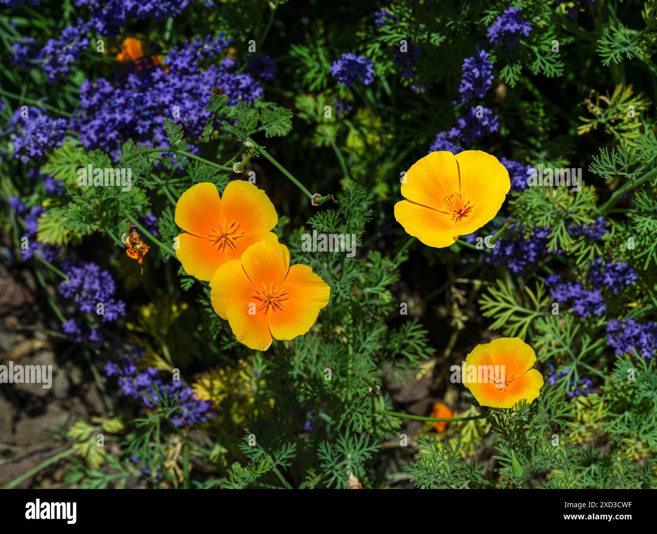 Lavender and poppies hi-res stock photography and images - Alamy