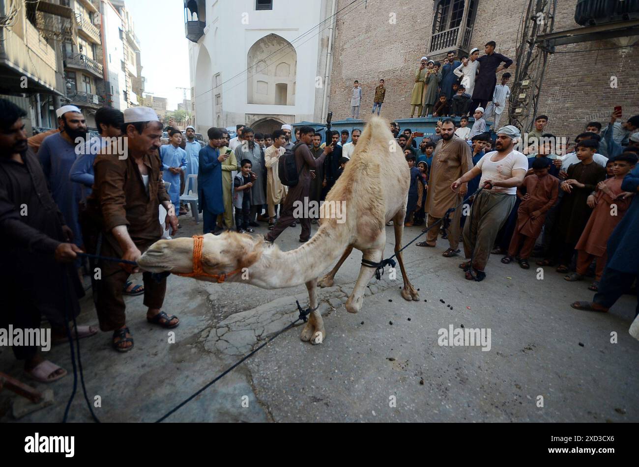 Peshawar, Peshawar, Pakistan. 20th June, 2024. Pakistani butchers ...