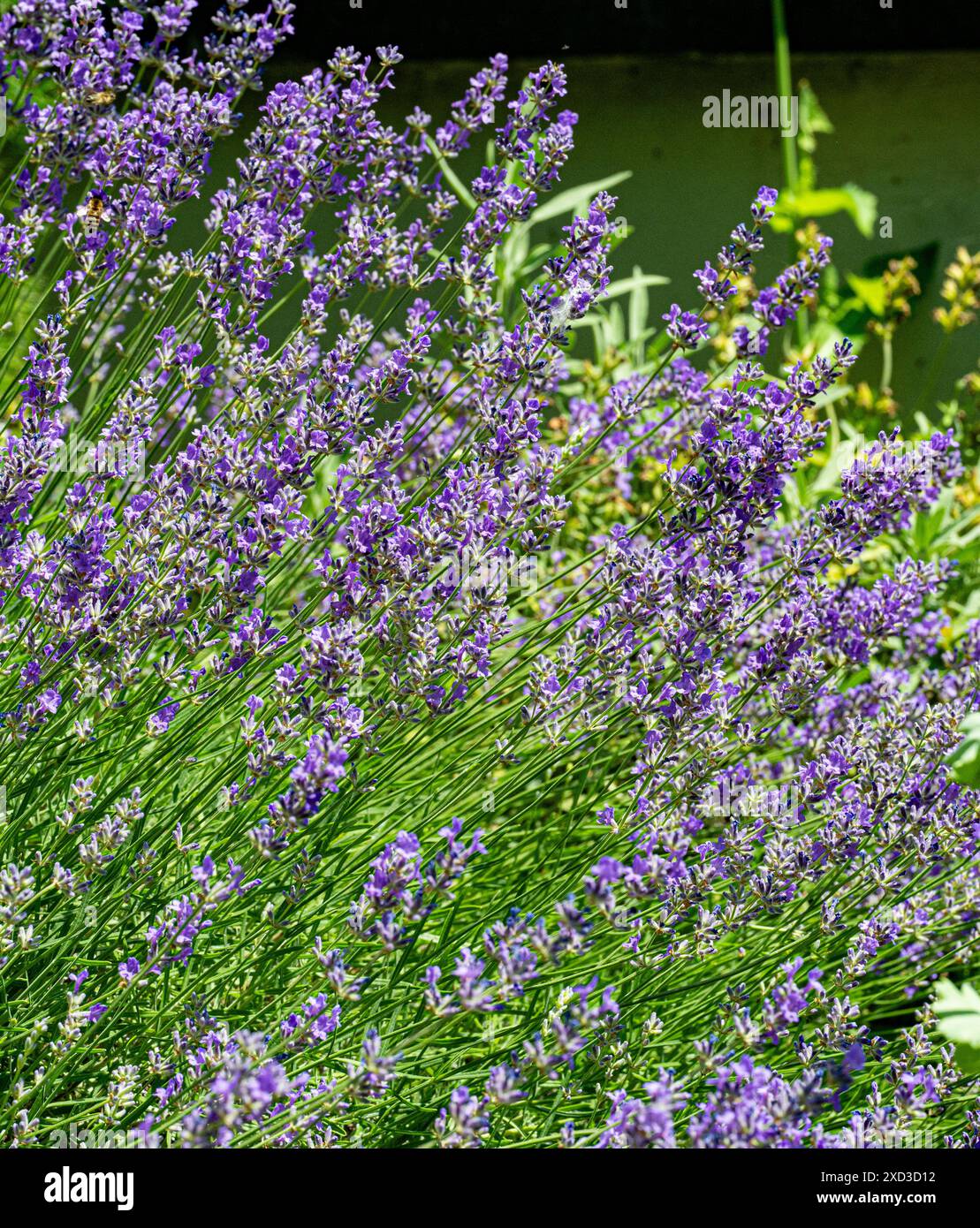 Lavandula angustifolia (common lavender, true lavender, garden lavender ...