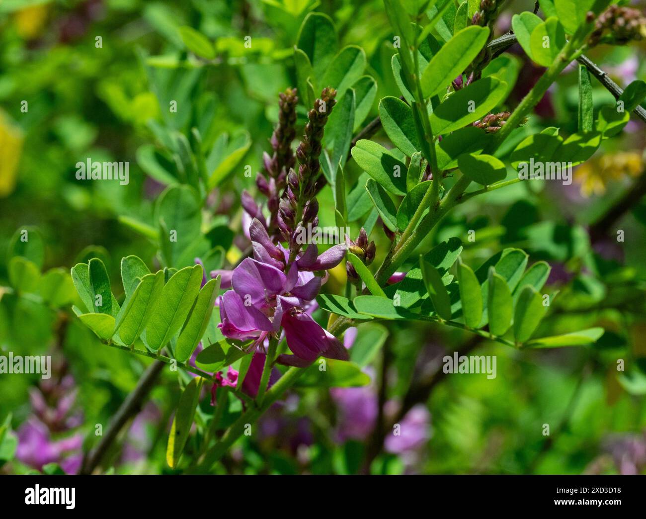 Indigofera tinctoria true indigo – racemes of pea-like violet pink ...