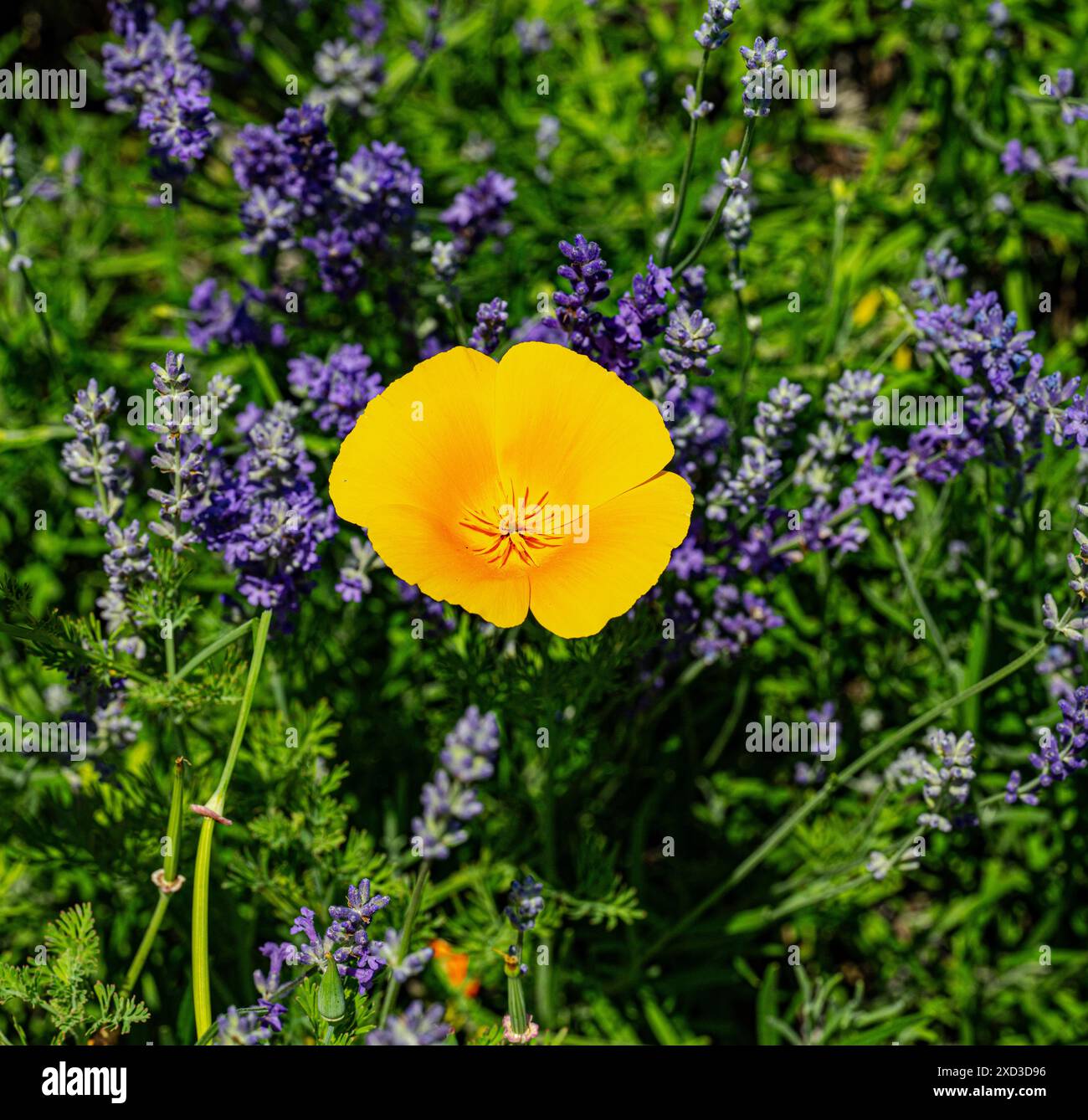 Lavender and poppies hi-res stock photography and images - Alamy