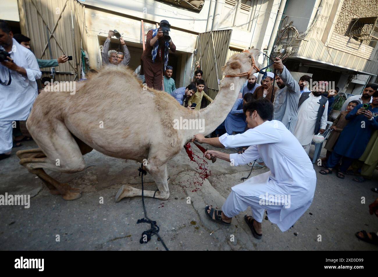 Peshawar, Peshawar, Pakistan. 20th June, 2024. Pakistani butchers ...
