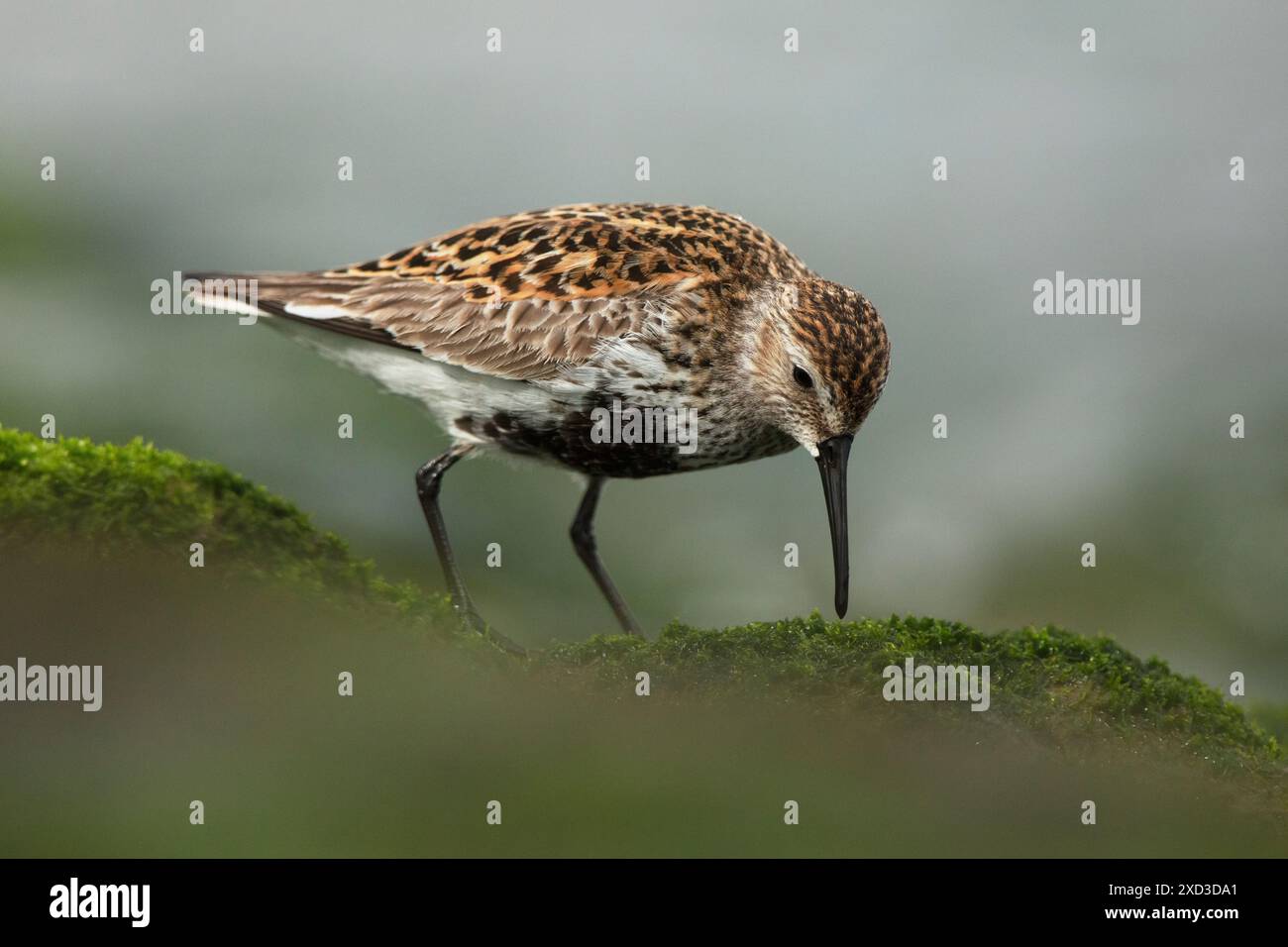 Detailed feather patterns capture hi-res stock photography and images ...