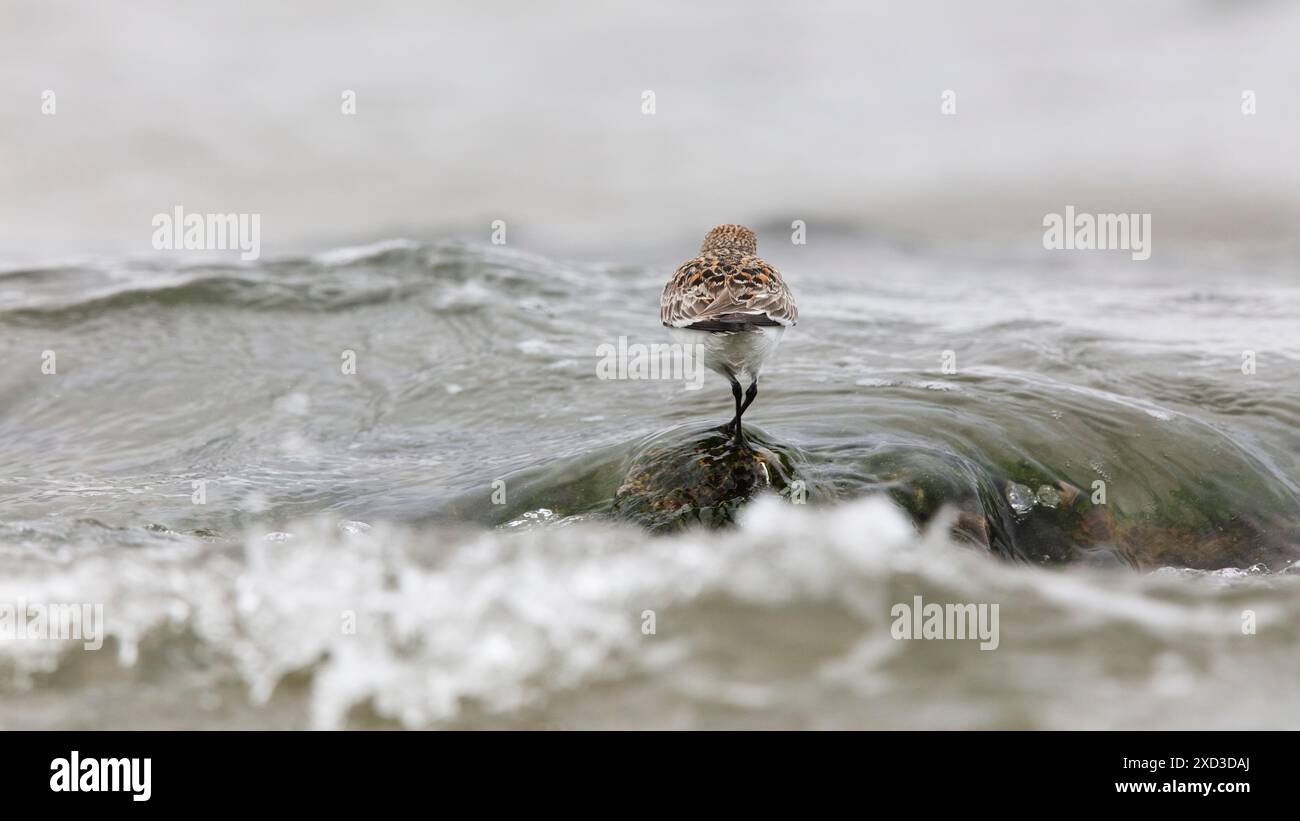 A sanderling stands on a moss-covered stone as waves crash around it on ...