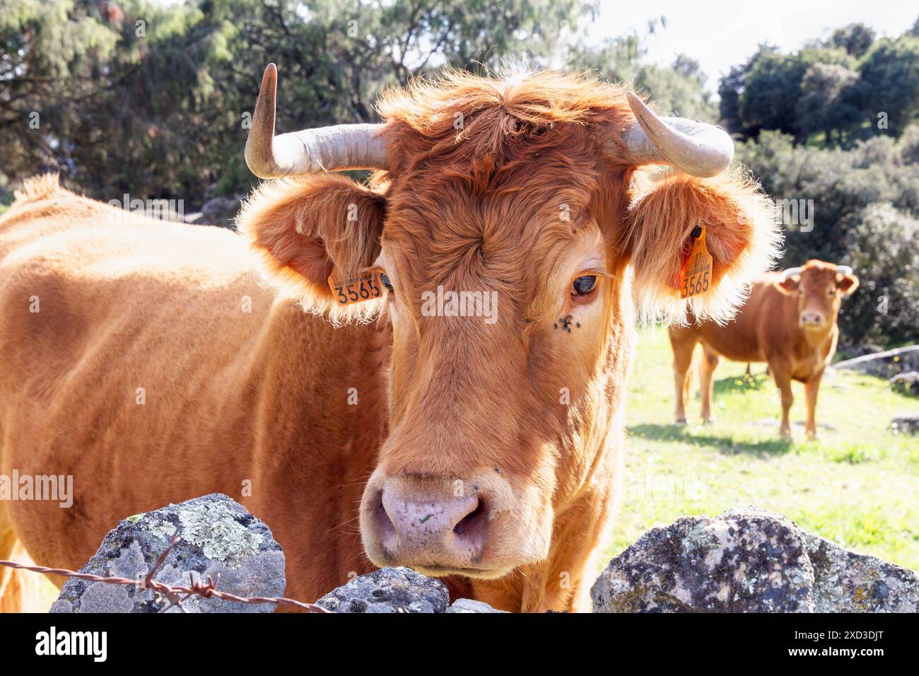 A close-up image of a brown cow with distinctive ear tags and curved ...