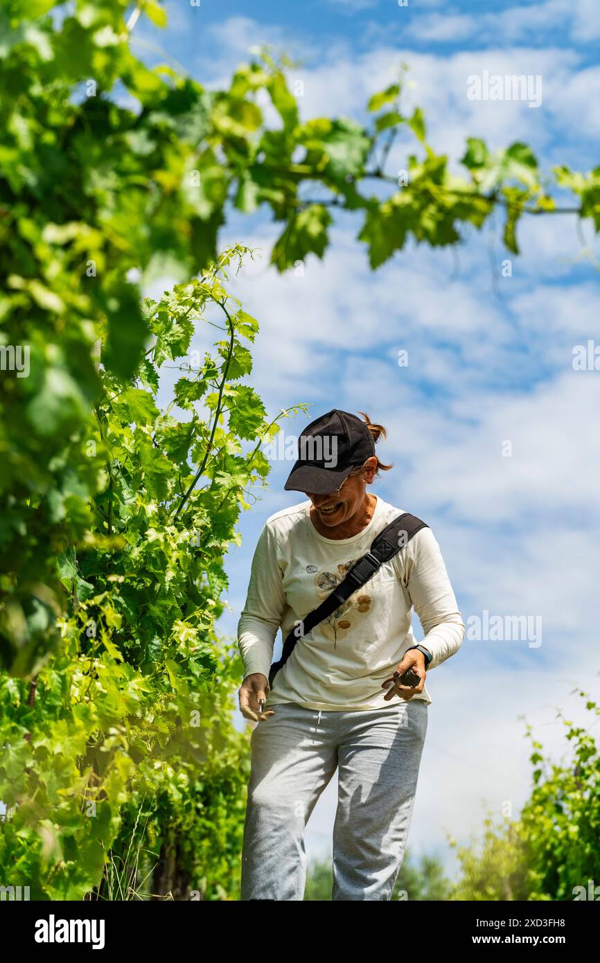 A cheerful traditional winery worker tends to grapevines in a lush ...