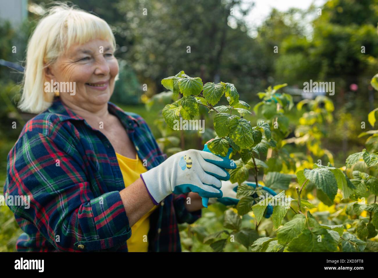 Pruning raspberry bushes. Autumn garden work. Gloved hands Stock Photo ...
