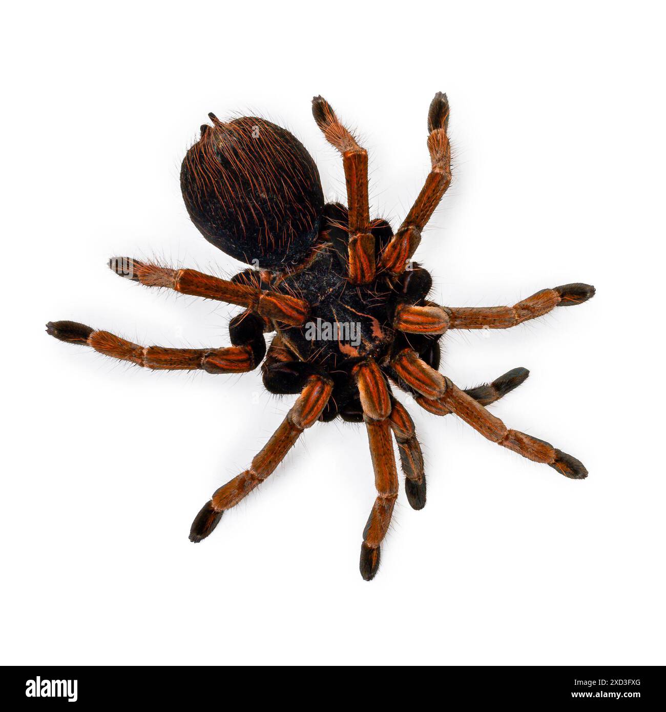 Large female Pamphobeteus solaris tarantula spider with orange legs is ...