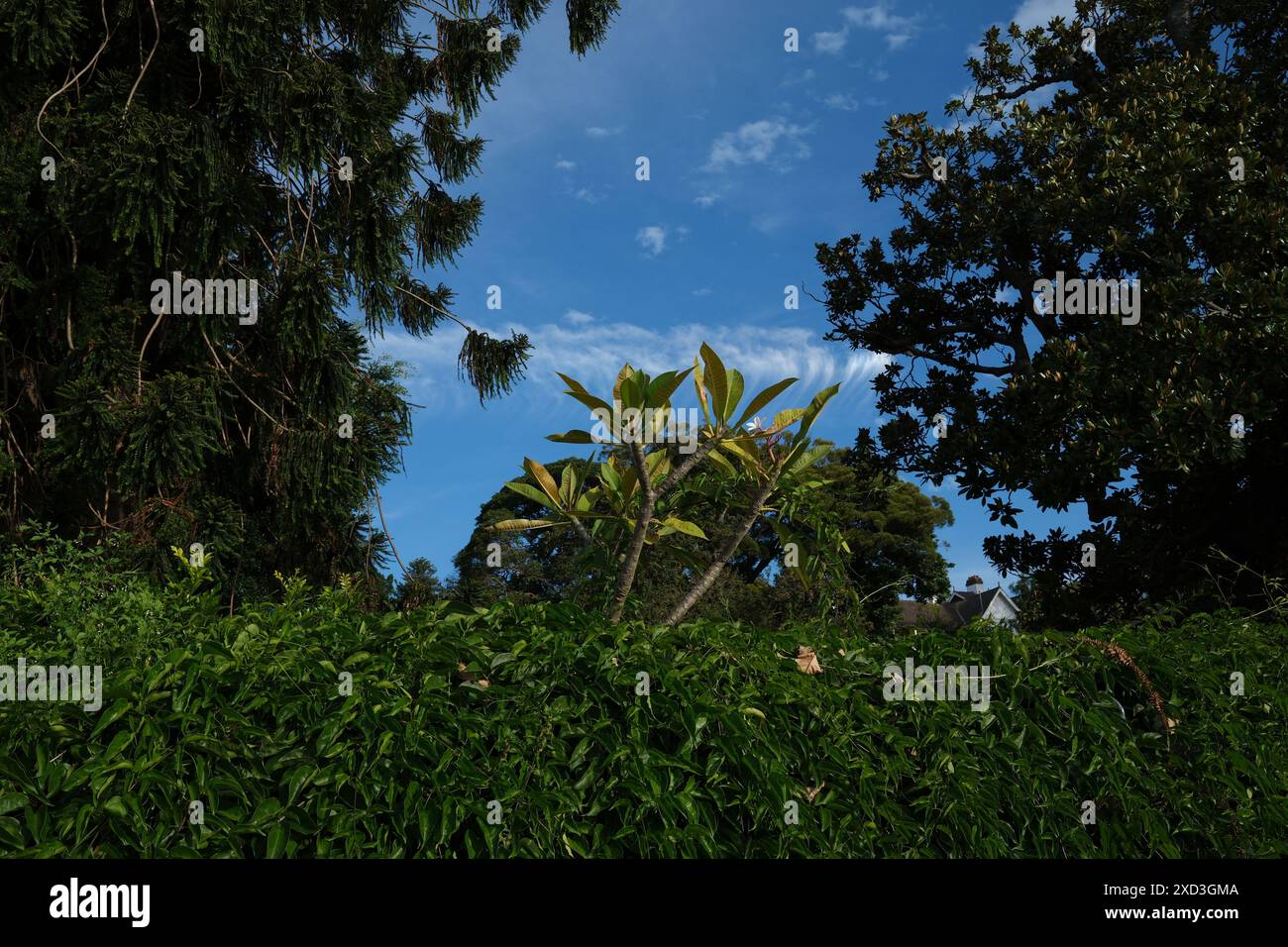 Redleaf Beach and the Murray Rose pool, a popular family friendly place ...