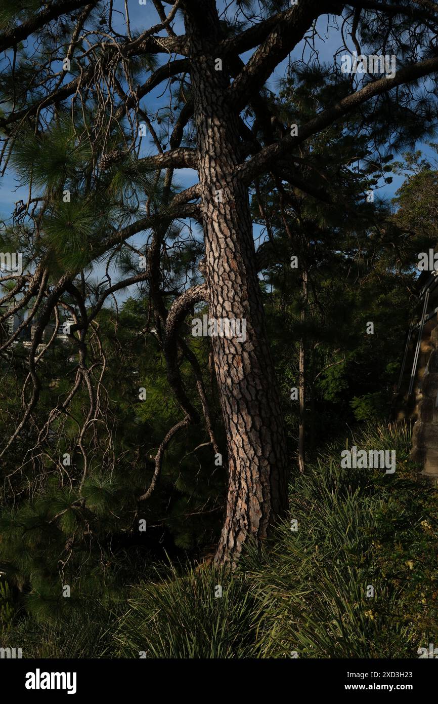 The Chir Pine Pinus roxburghii, on the hillside above Murray Rose pool ...
