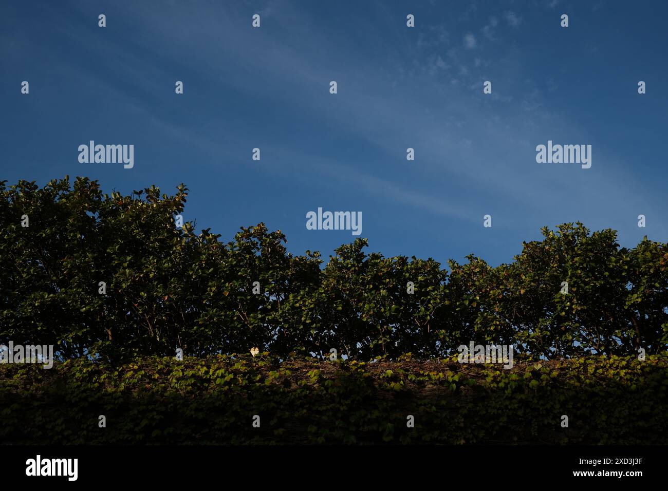 A sunlit strip of ivy surmounted by untrimmed box hedge backe with blue ...