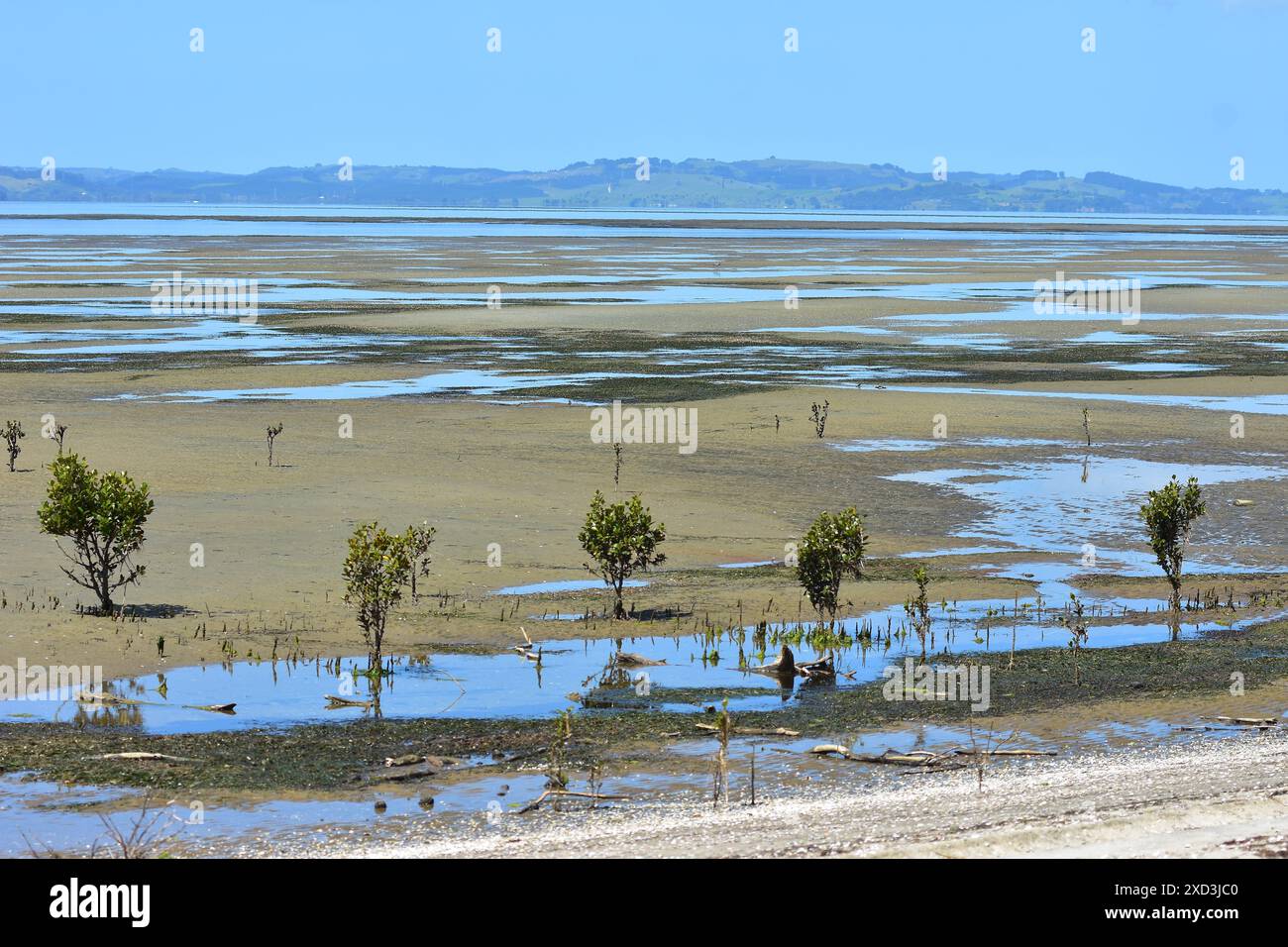 Mud flats with puddles and small mangroves at low tide on flat coast of ...