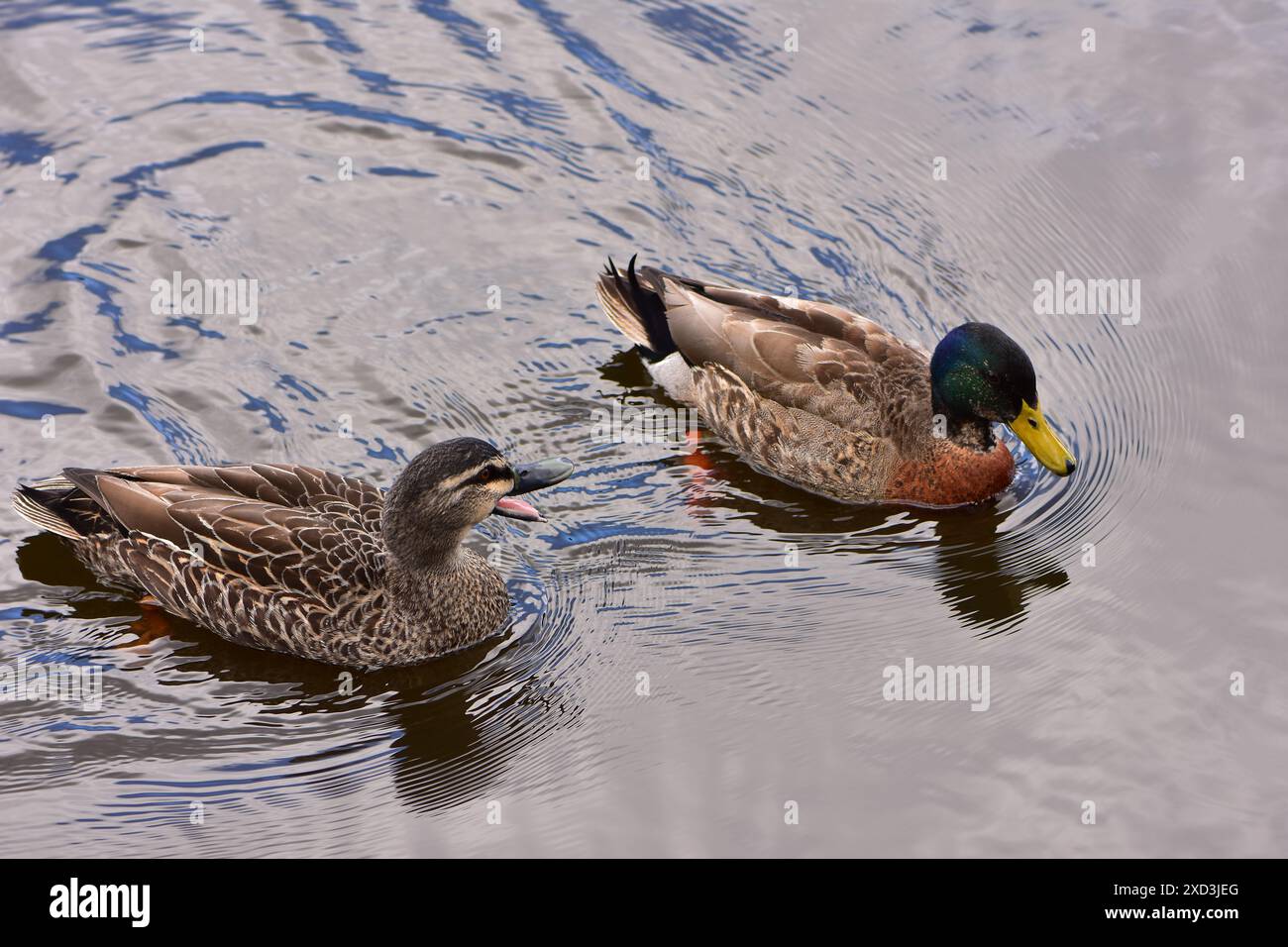 Female and male of mallard duck Anas platyrhynchos on water surface ...
