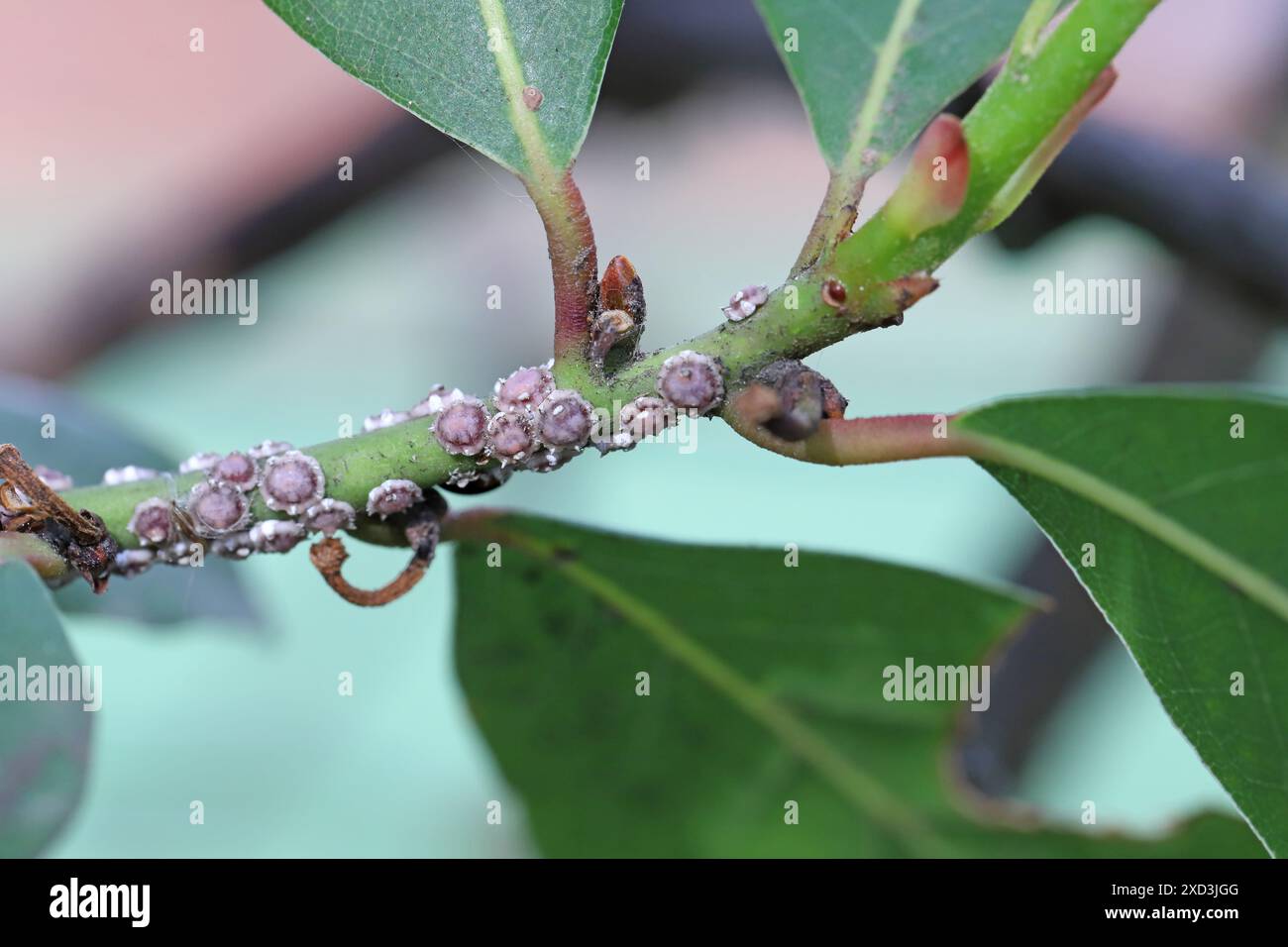 Fig wax scale Ceroplastes rusci on bay laurel (Laurus nobilis) shrub ...