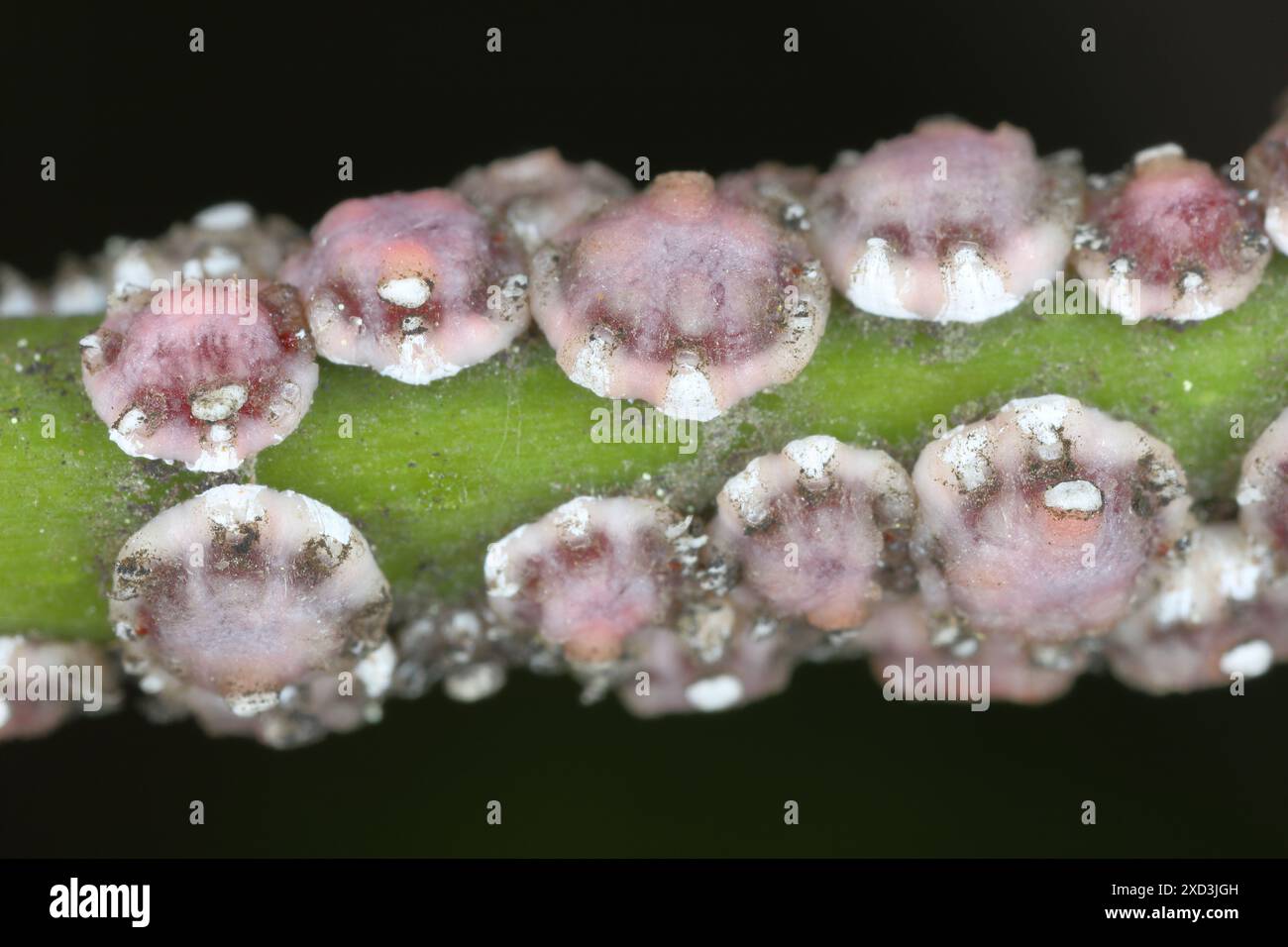 Fig wax scale Ceroplastes rusci on bay laurel (Laurus nobilis) shrub ...