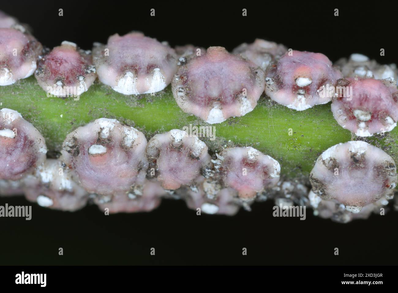 Fig wax scale Ceroplastes rusci on bay laurel (Laurus nobilis) shrub ...