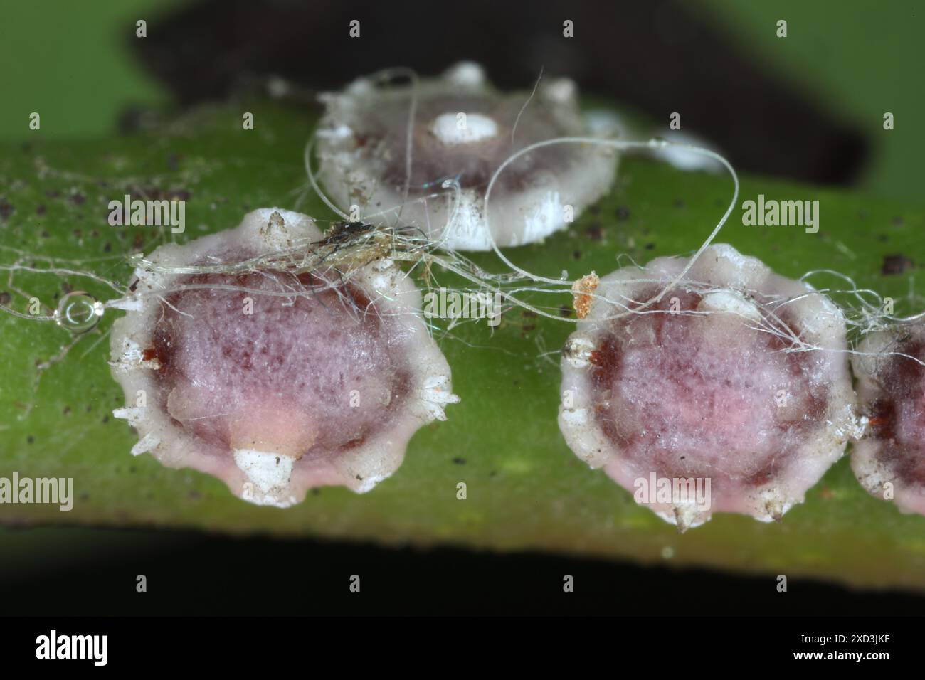 White wax scale insects Ceroplastes sp. on new wood of laurel plant ...