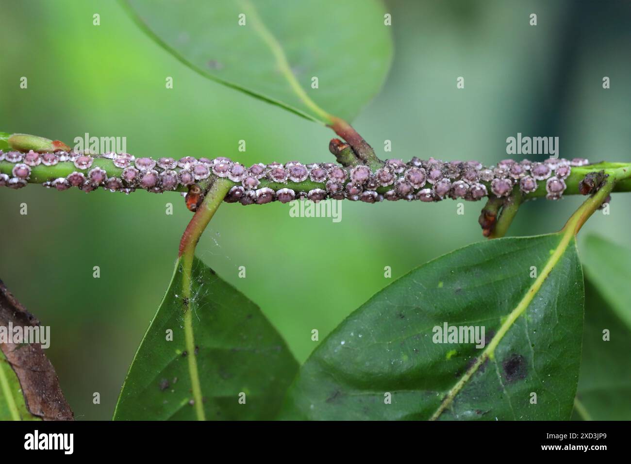 Fig wax scale Ceroplastes rusci on bay laurel (Laurus nobilis) shrub ...
