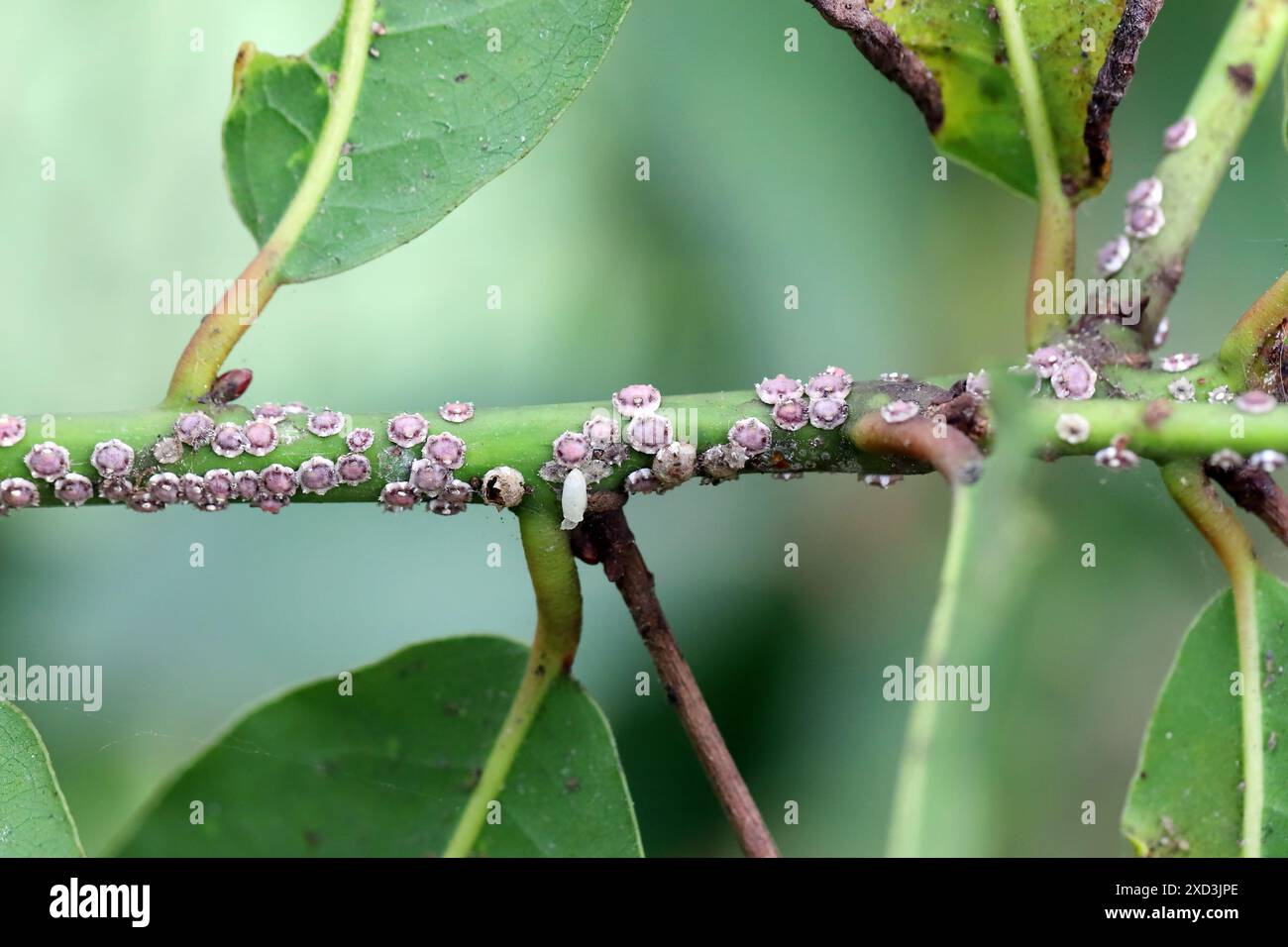 Fig wax scale Ceroplastes rusci on bay laurel (Laurus nobilis) shrub ...