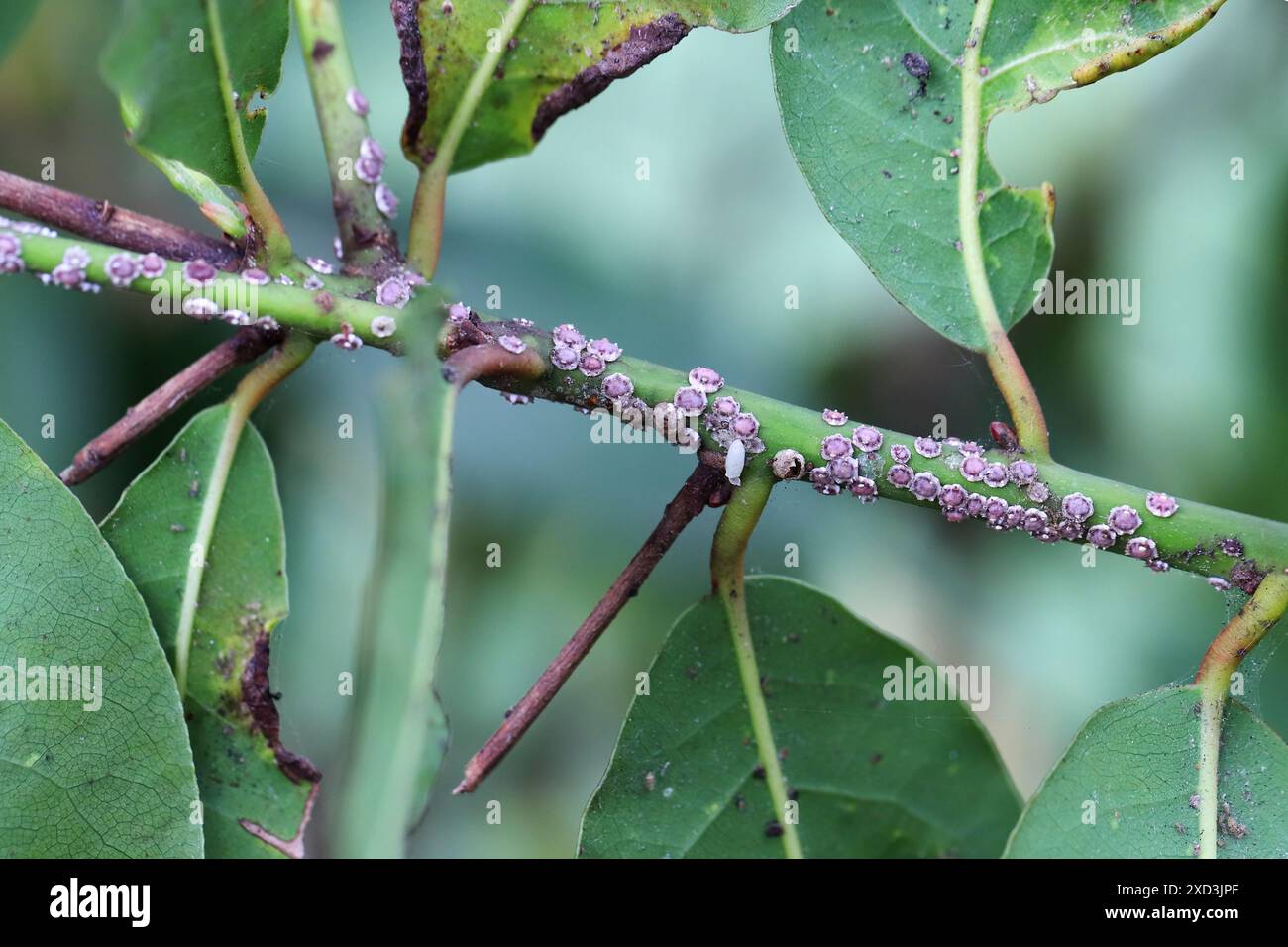 Fig wax scale Ceroplastes rusci on bay laurel (Laurus nobilis) shrub ...
