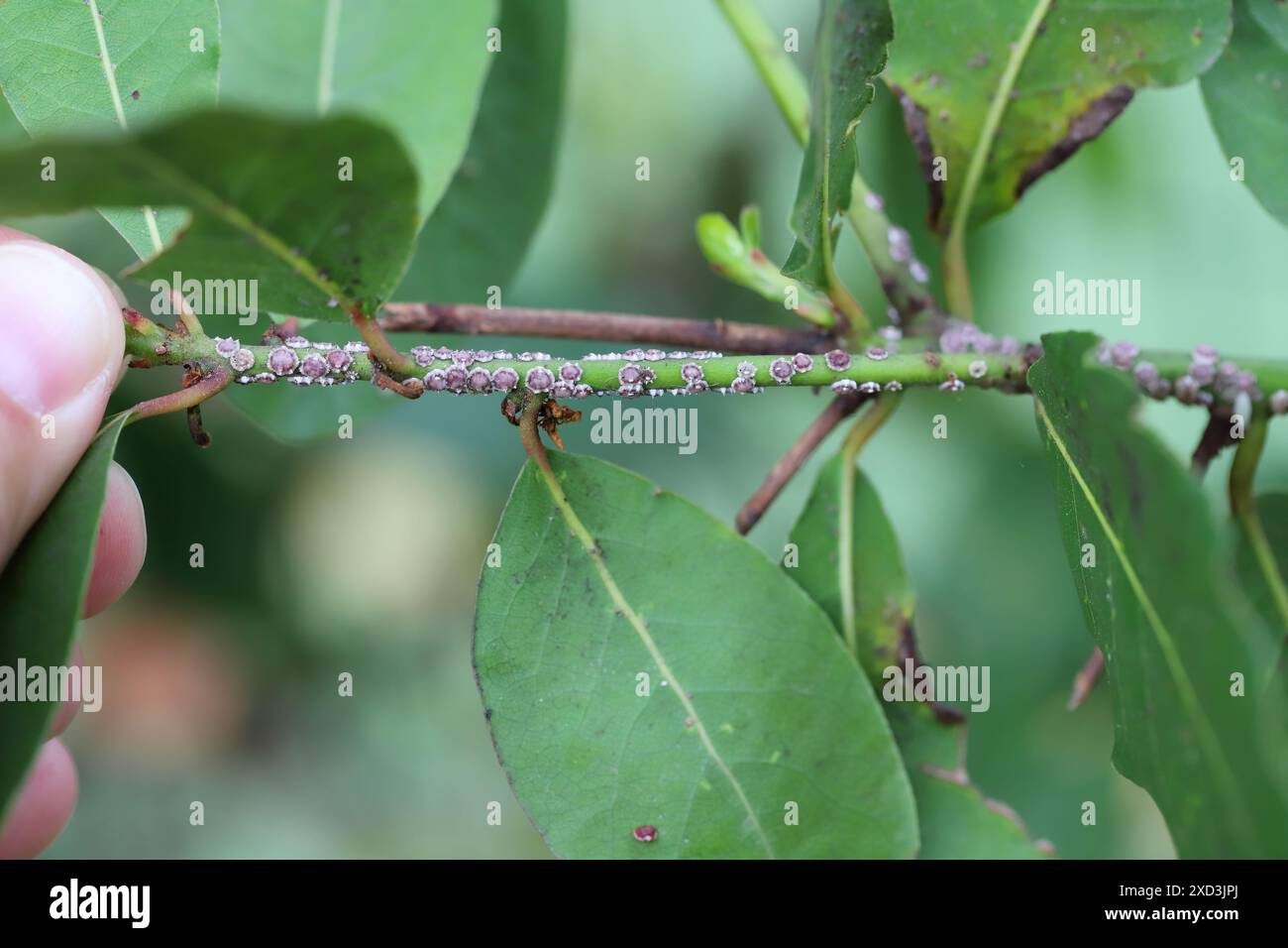 Fig wax scale Ceroplastes rusci on bay laurel (Laurus nobilis) shrub ...