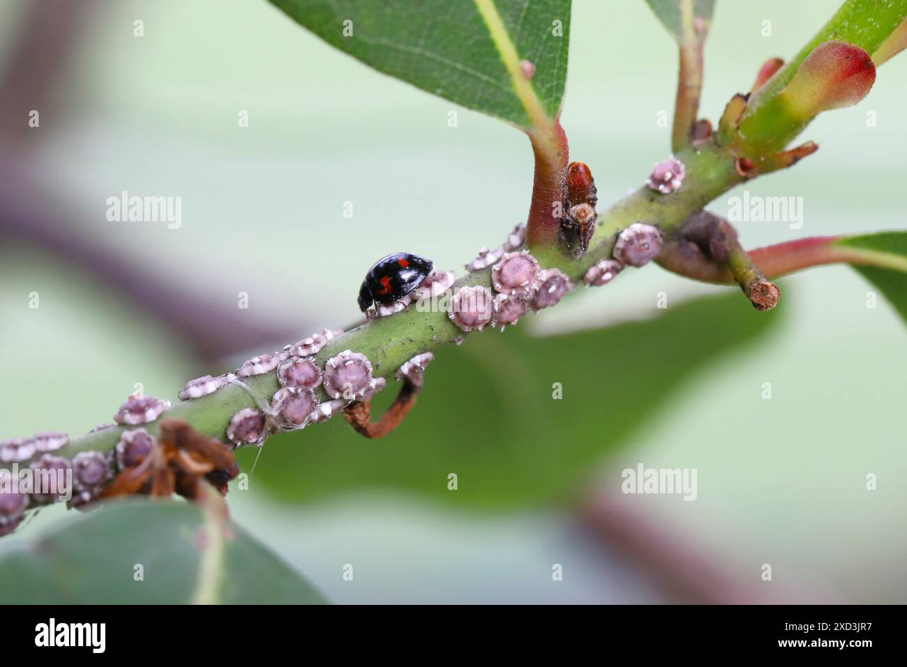 Fig wax scale Ceroplastes rusci on bay laurel (Laurus nobilis) shrub ...