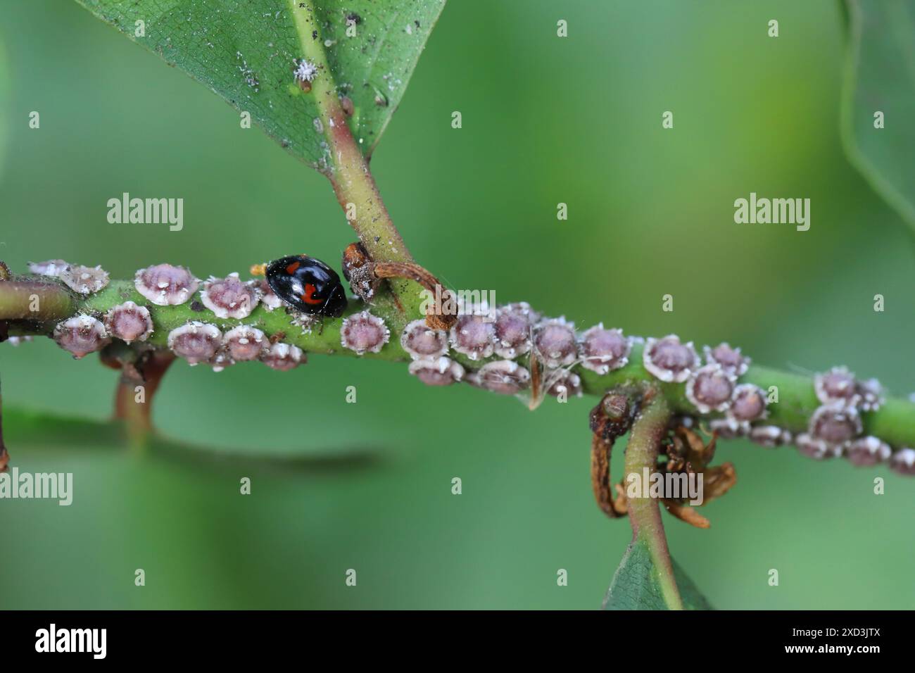 Fig wax scale Ceroplastes rusci on bay laurel (Laurus nobilis) shrub ...