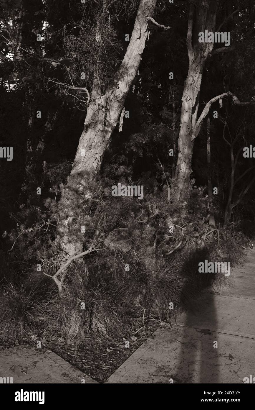 Paperbark trees (Melaleuca quinquenervia) and a shadow selfie on the ...